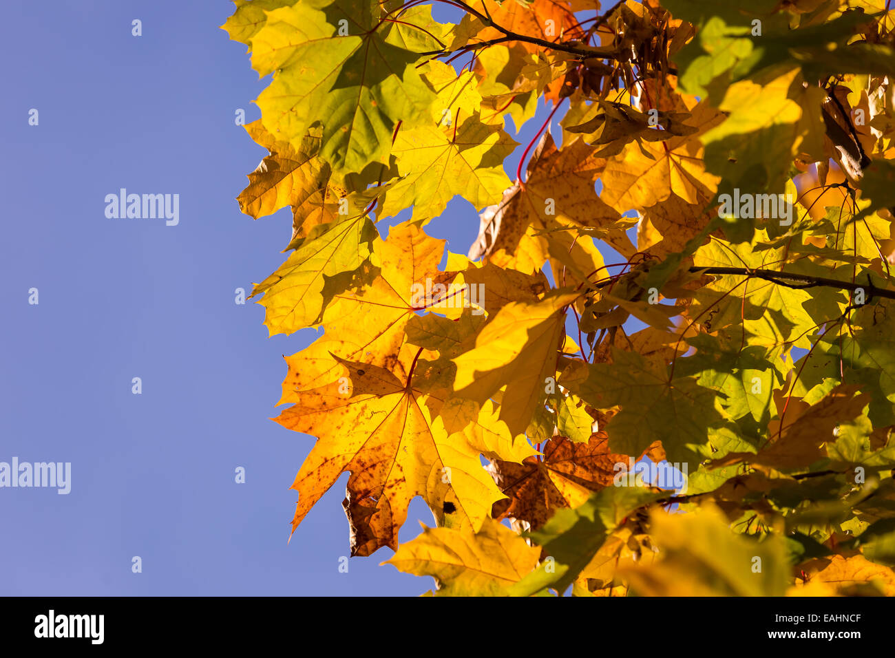 Autumnal maple tree branch Stock Photo - Alamy