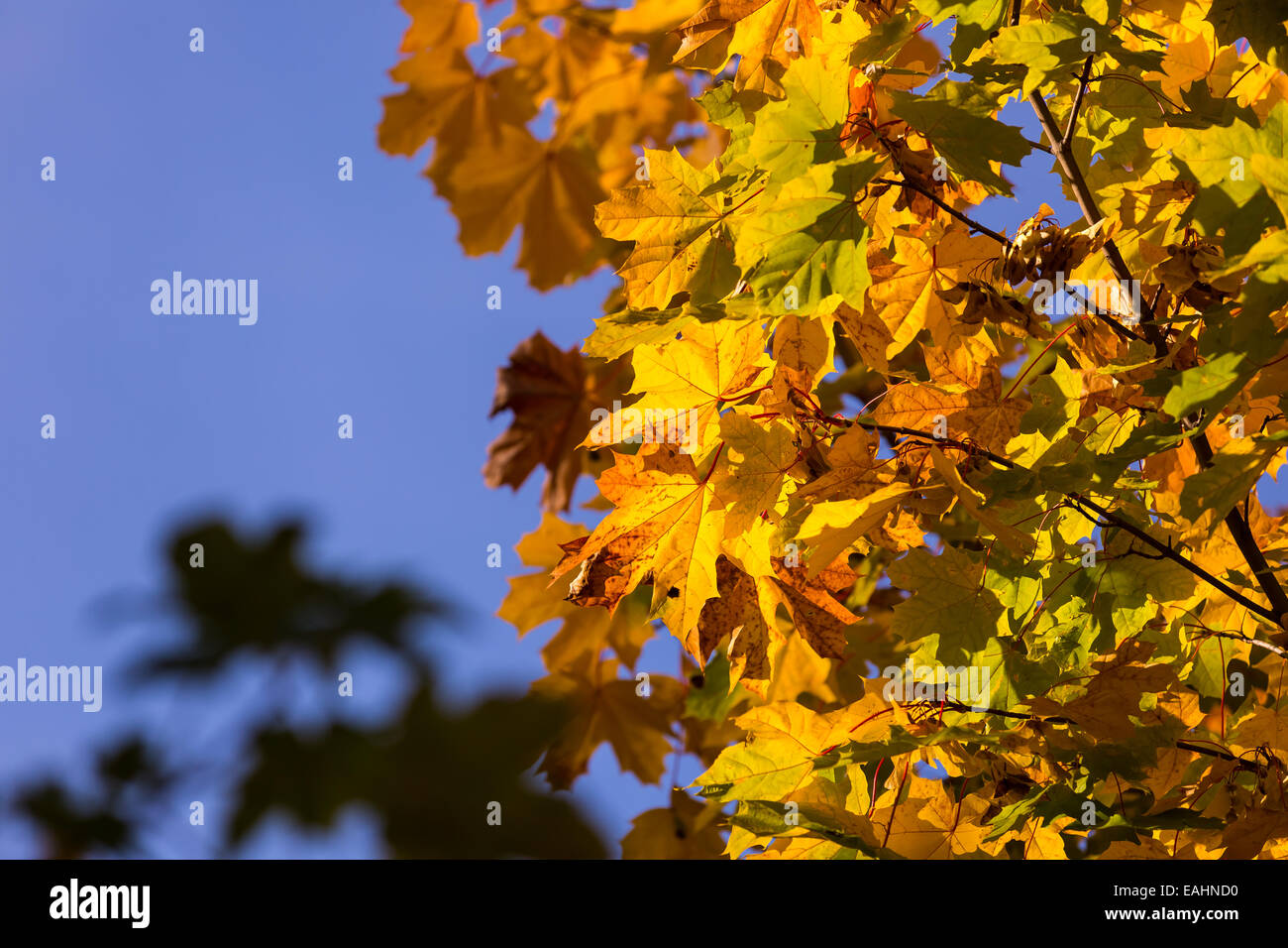Autumnal maple tree branch Stock Photo - Alamy