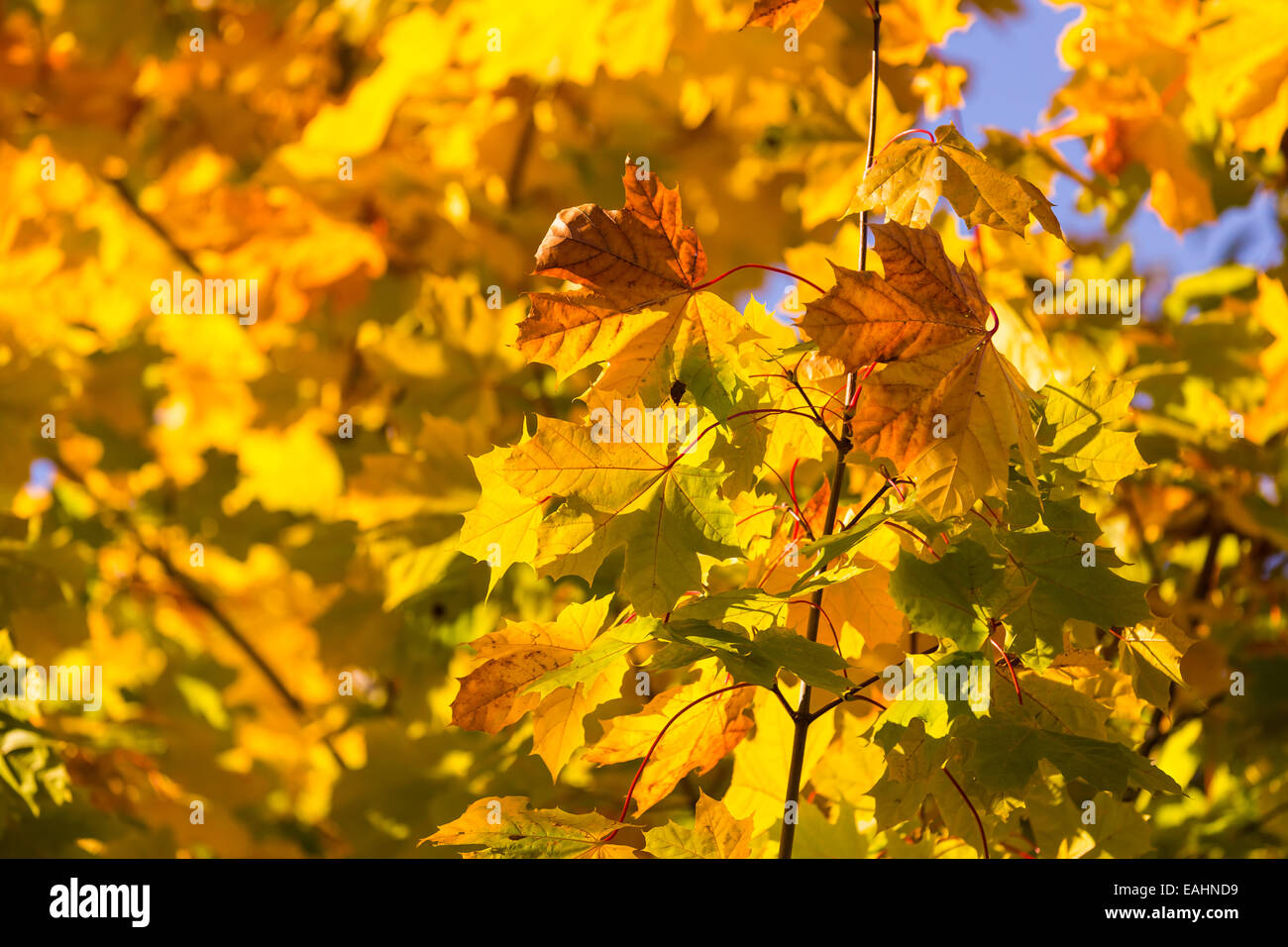 Autumnal maple tree branch Stock Photo - Alamy