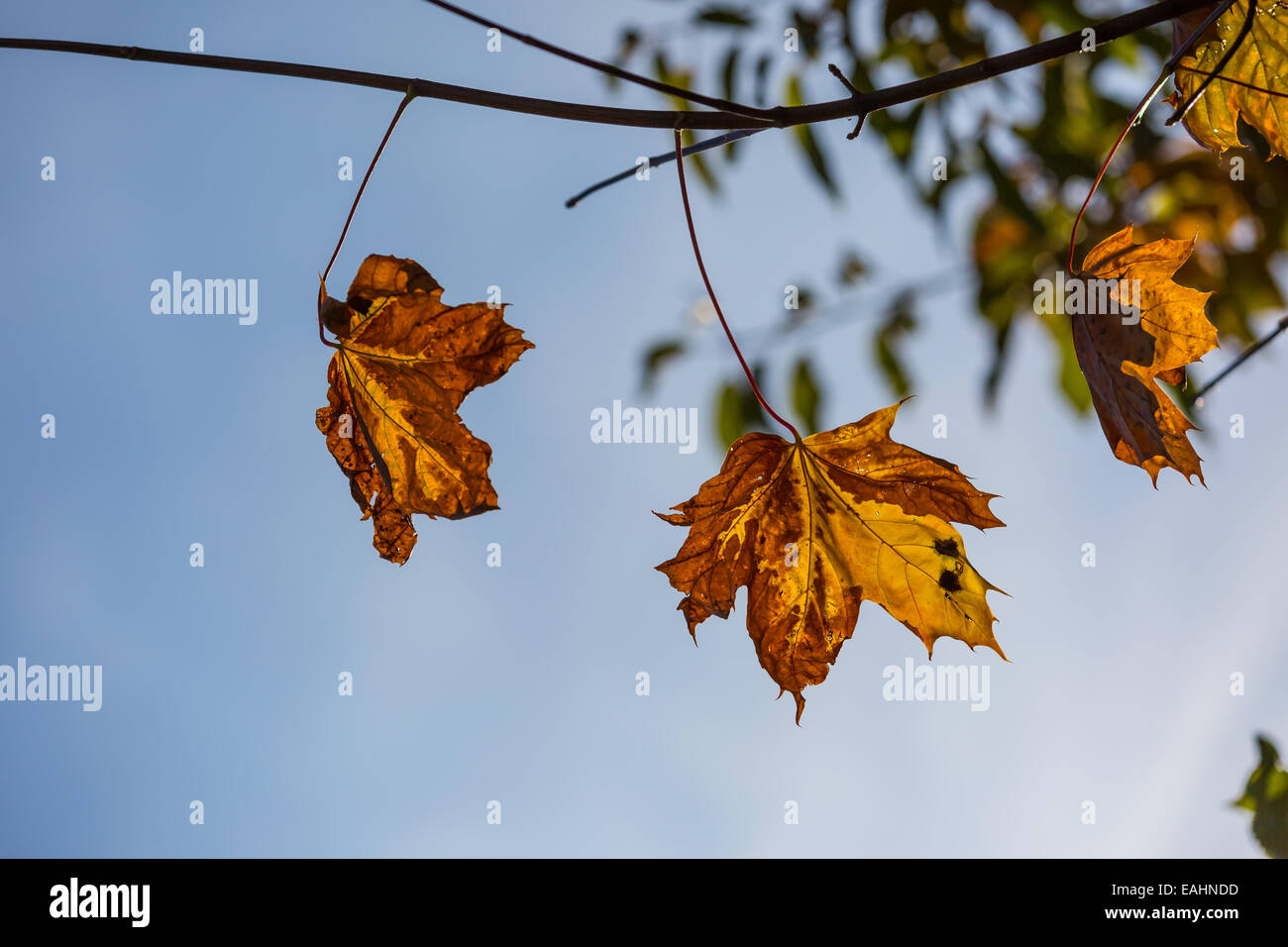 Autumnal maple tree branch Stock Photo - Alamy
