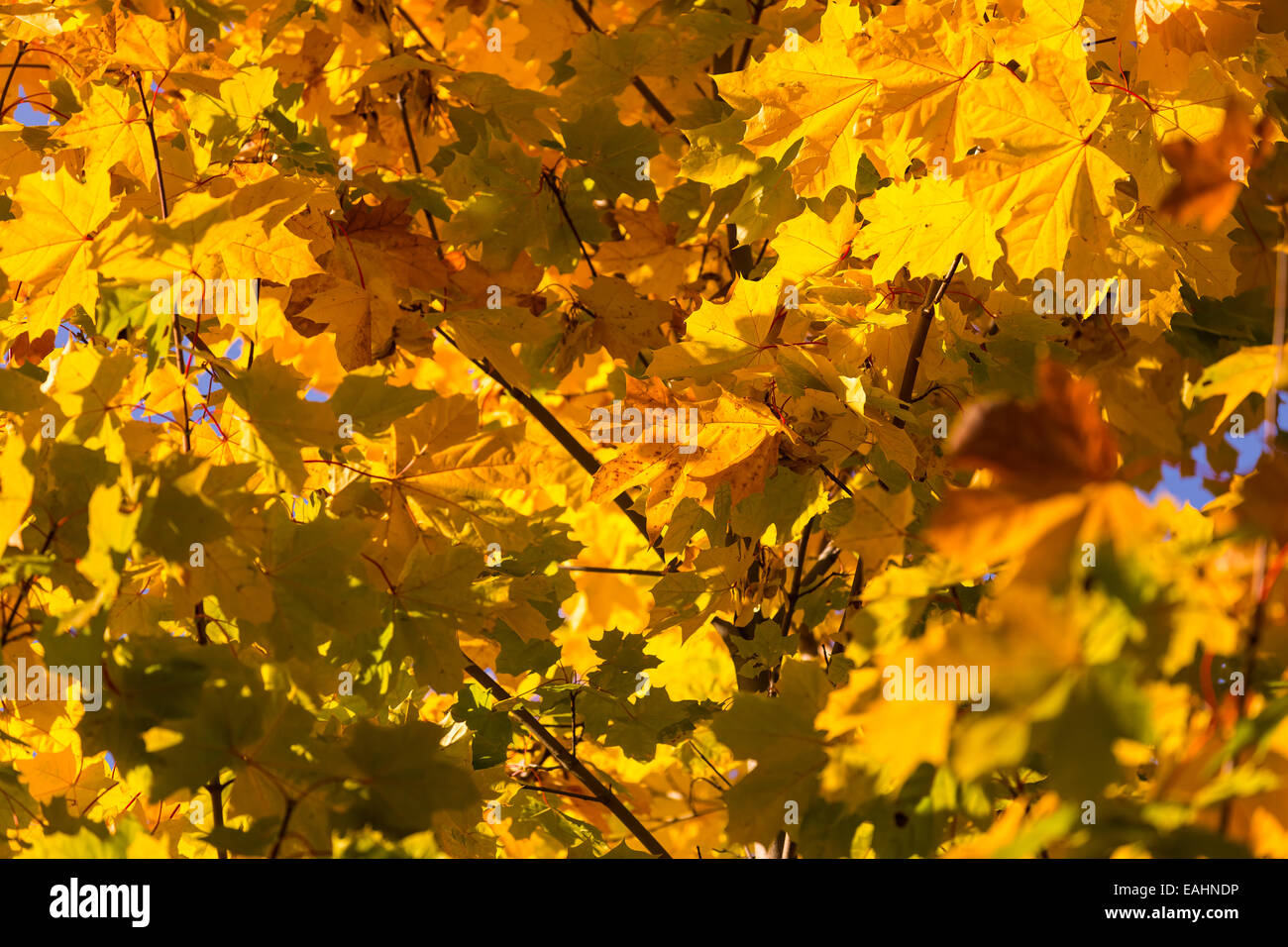 Autumnal maple tree branch Stock Photo - Alamy
