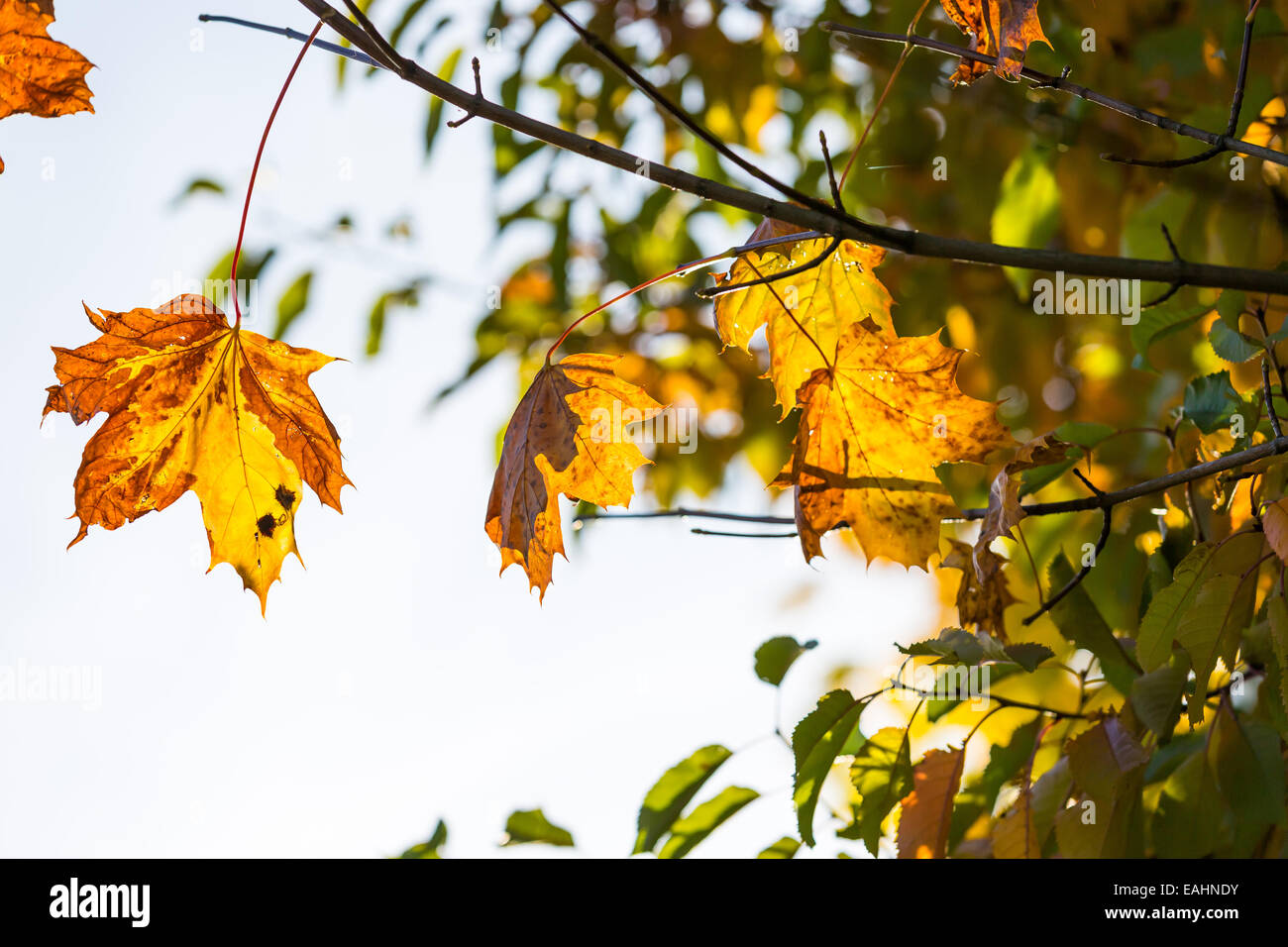 Autumnal maple tree branch Stock Photo - Alamy