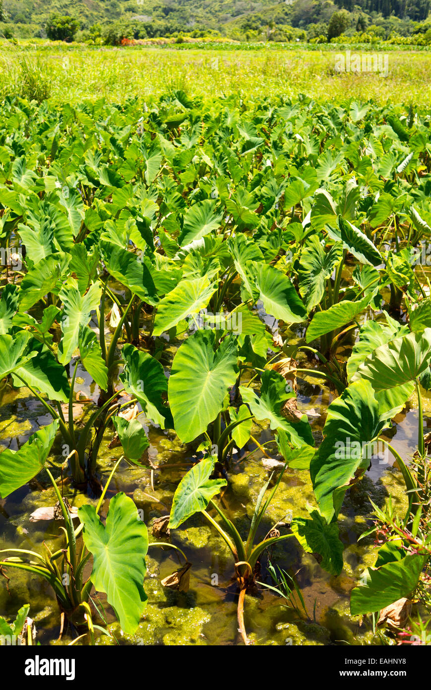 Taro growing in Kauai Hawaii USA Stock Photo - Alamy