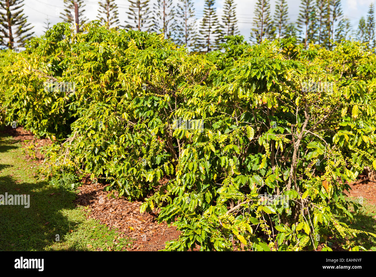 Coffee bushes hi-res stock photography and images - Alamy