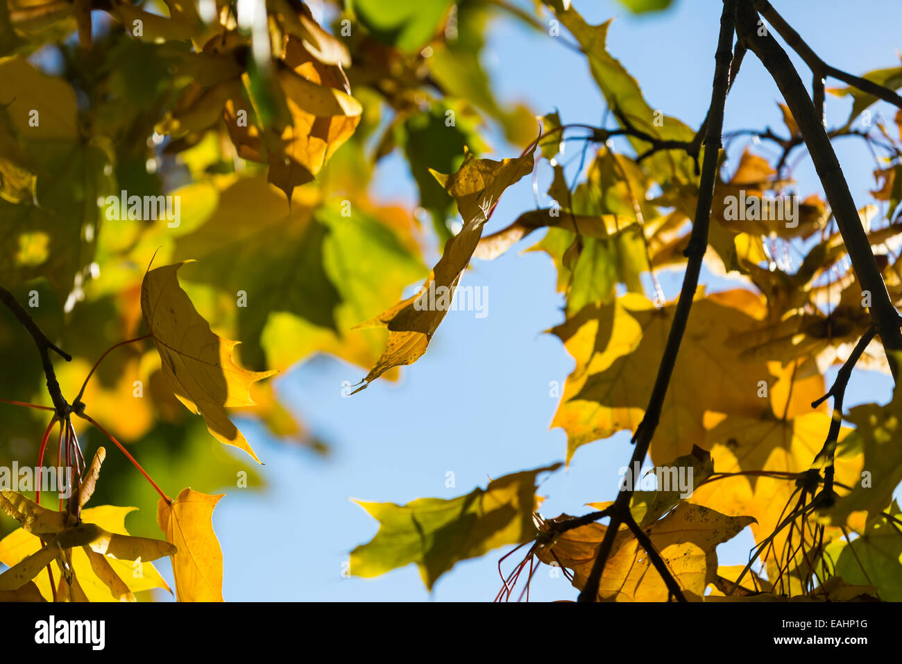 Autumnal maple tree branch Stock Photo - Alamy