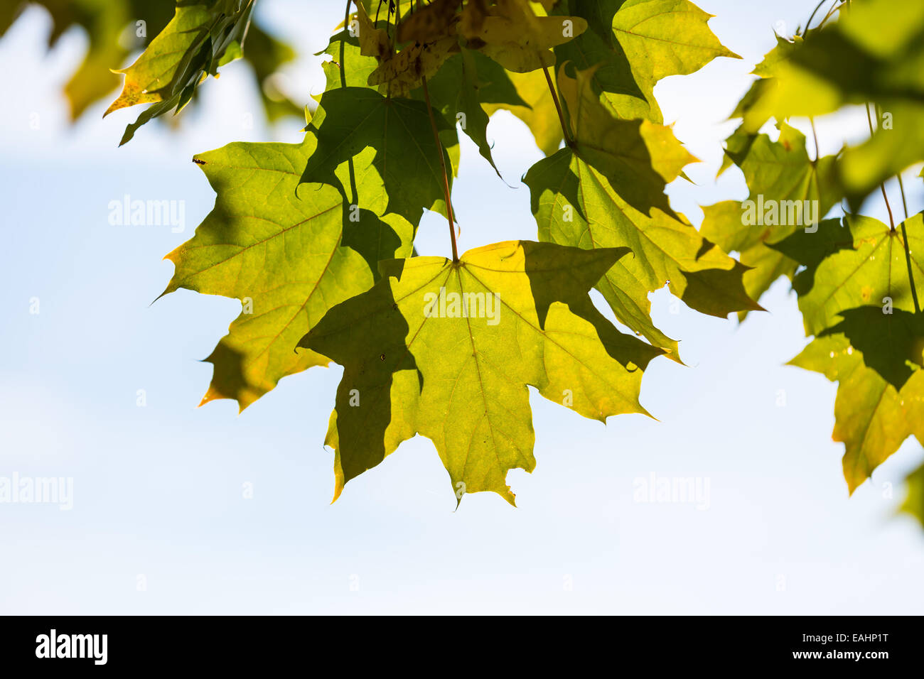 Autumnal maple tree branch Stock Photo - Alamy