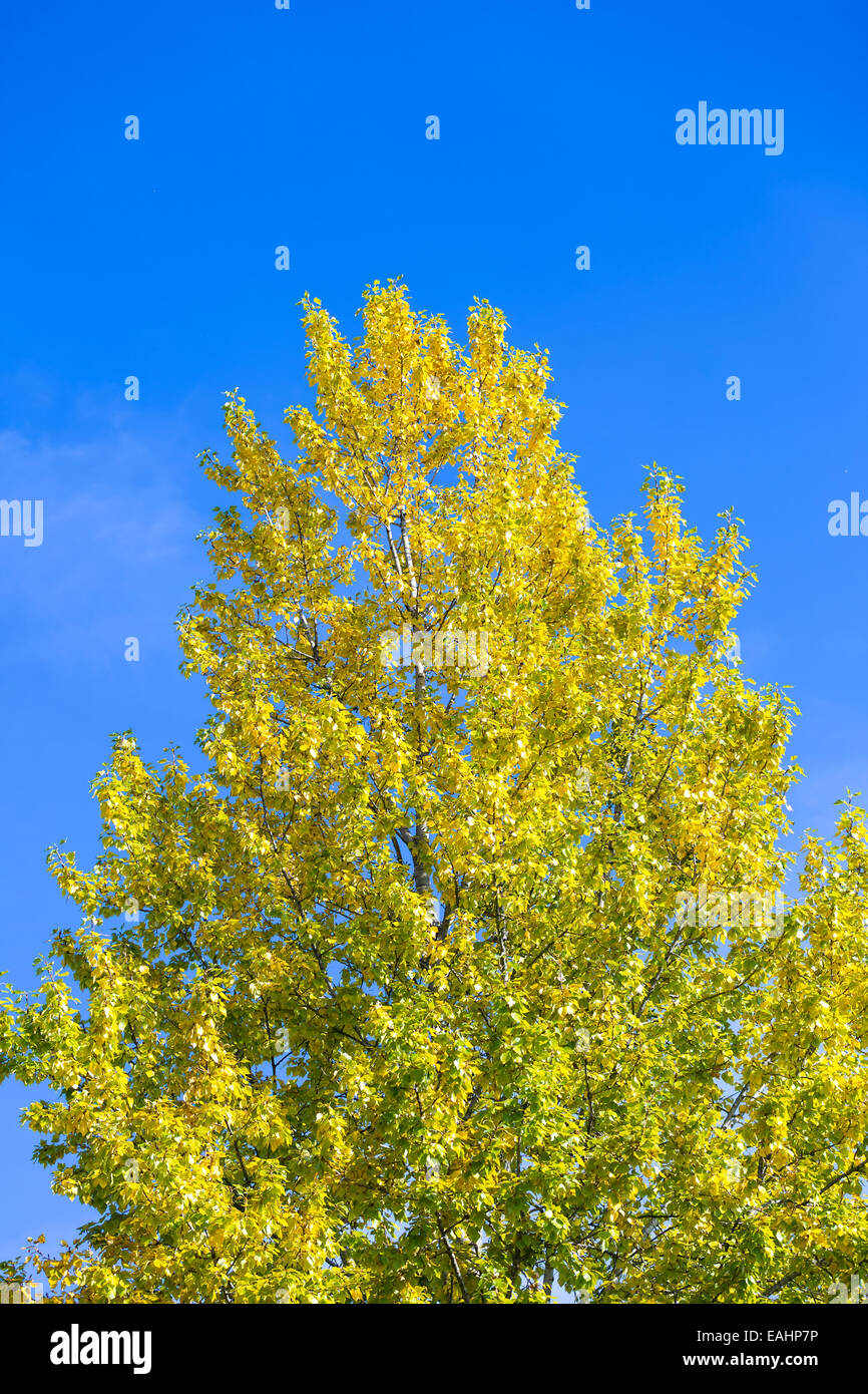 Autumnal maple tree branch Stock Photo - Alamy