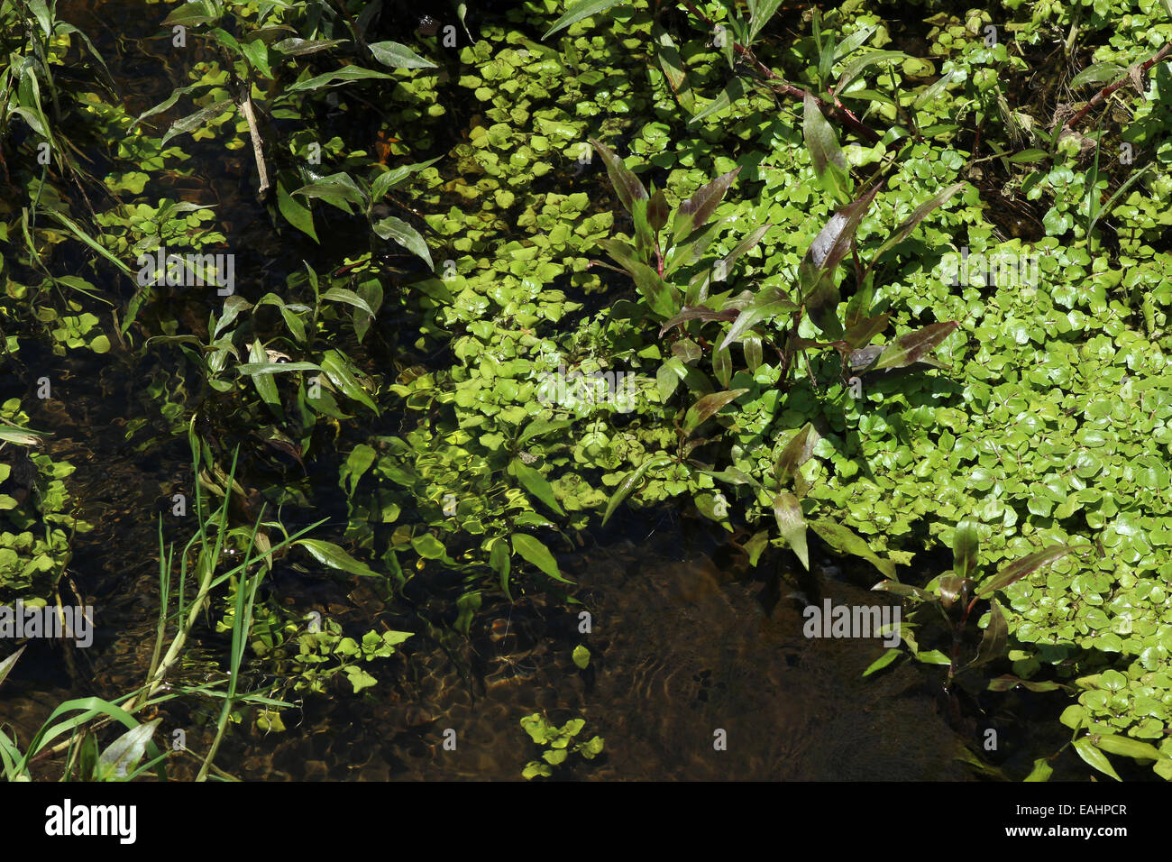 Stream with aquatic plants hi-res stock photography and images - Alamy