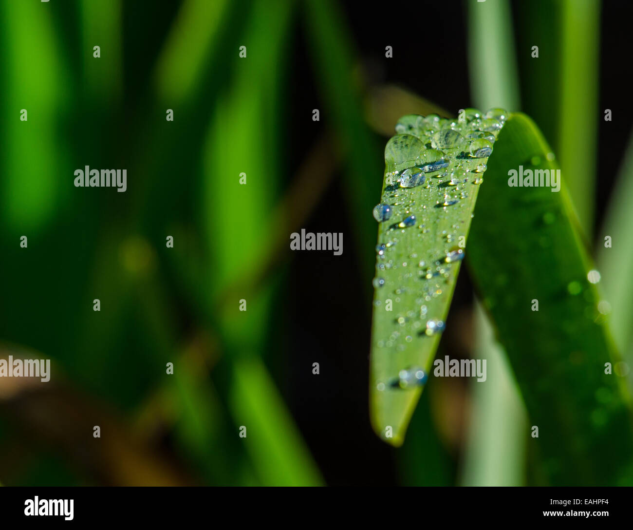 Tiny dew droplets rest on the leaf of a plant in a spring garden Stock ...