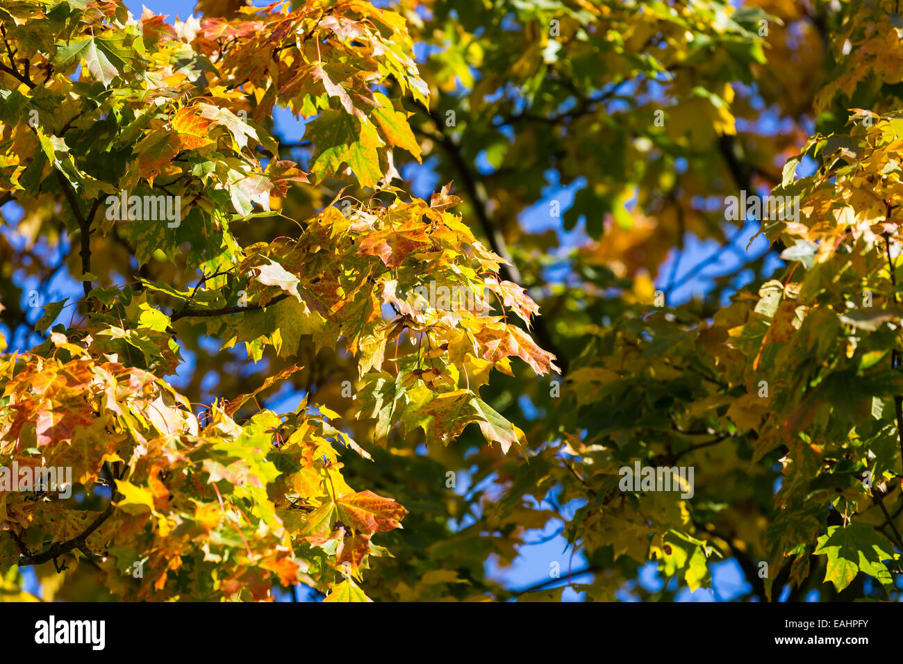 Autumnal maple tree branch Stock Photo - Alamy