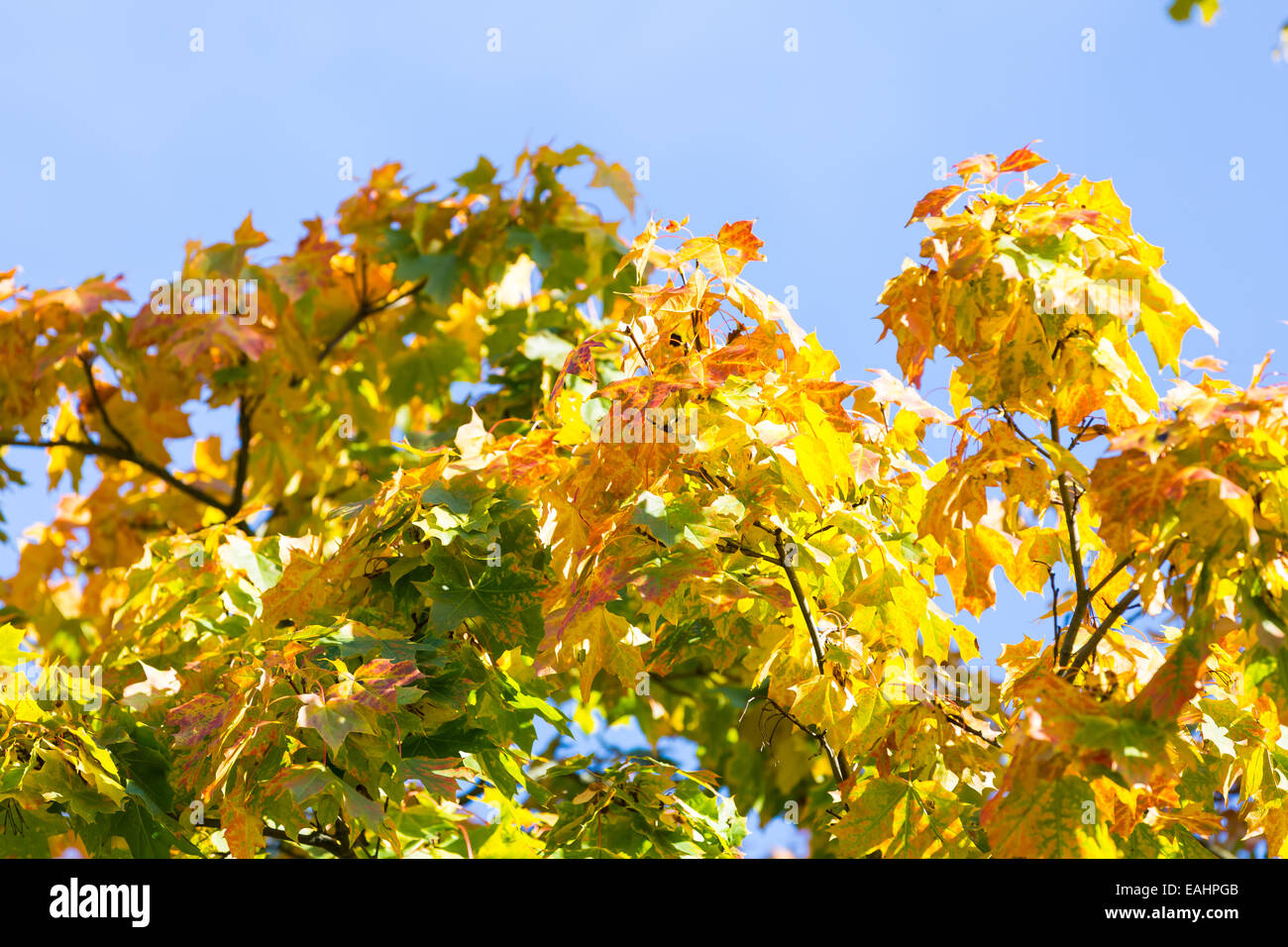Autumnal maple tree branch Stock Photo - Alamy