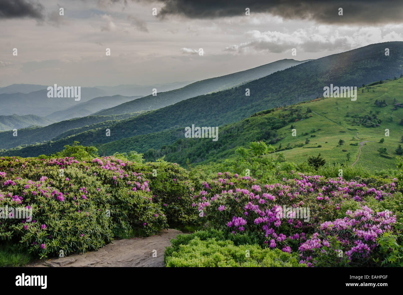 Purple rhododendron bloom in June Stock Photo - Alamy