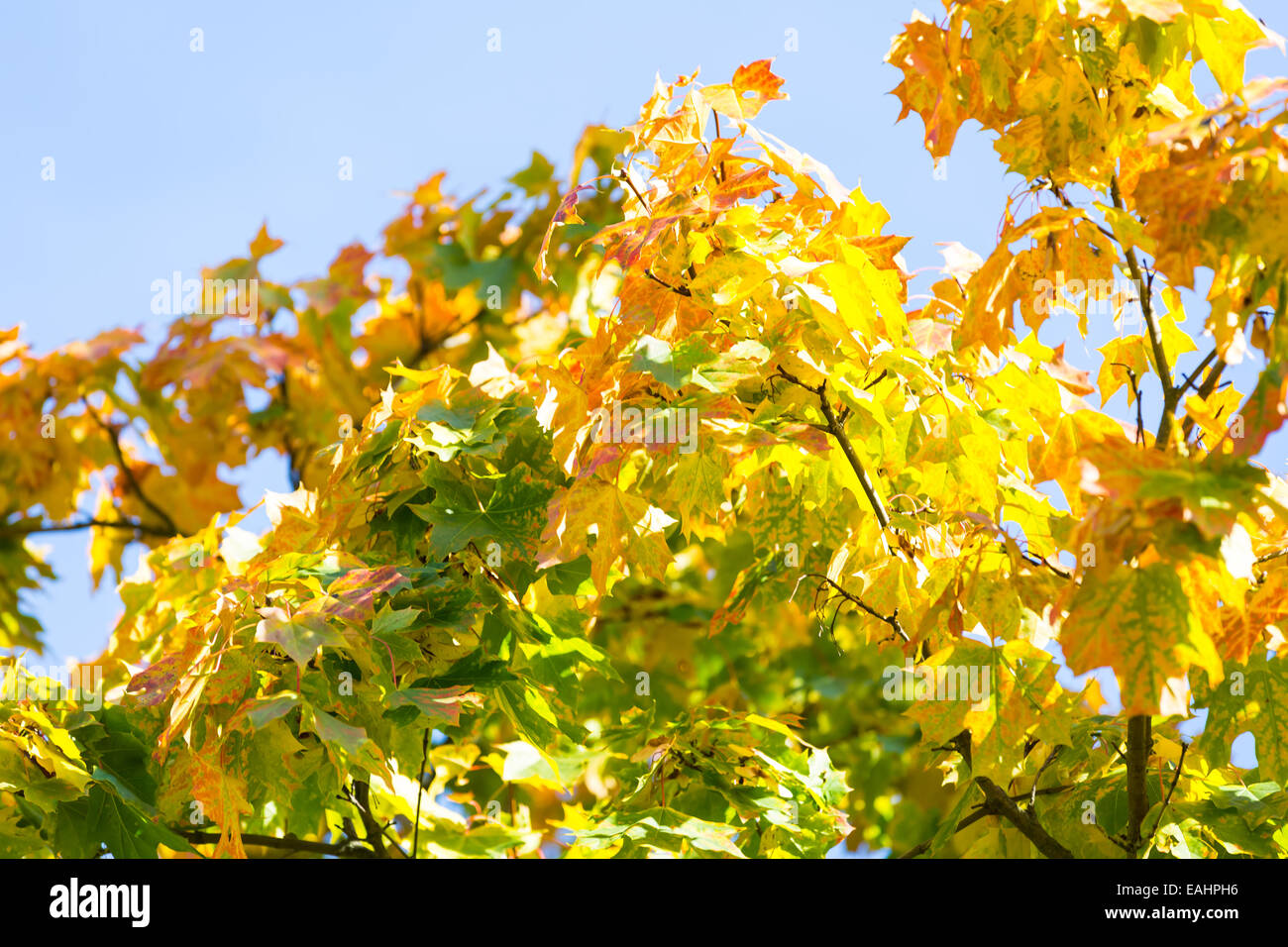 Autumnal maple tree branch Stock Photo - Alamy