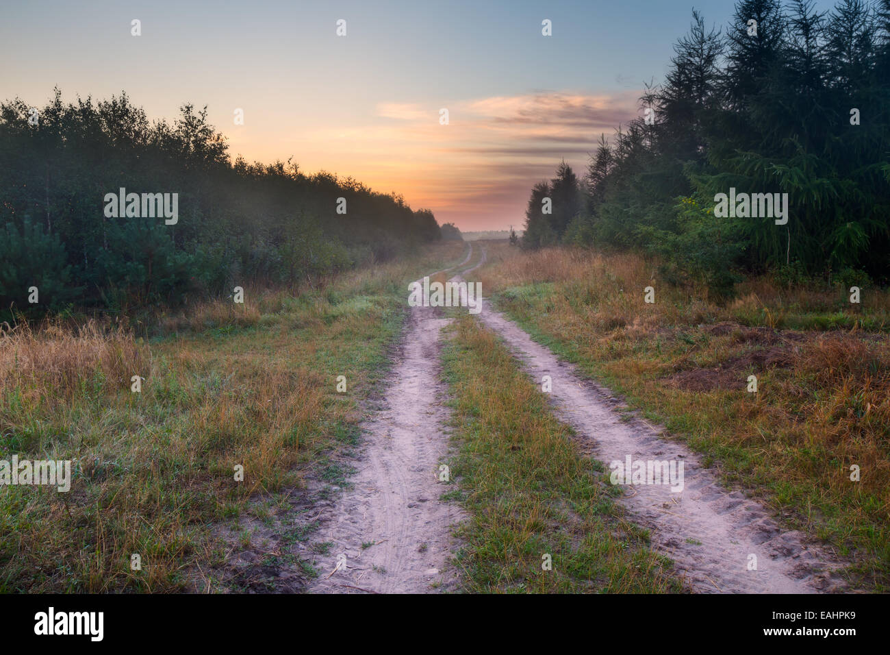 forest landscape with sandy road Stock Photo - Alamy