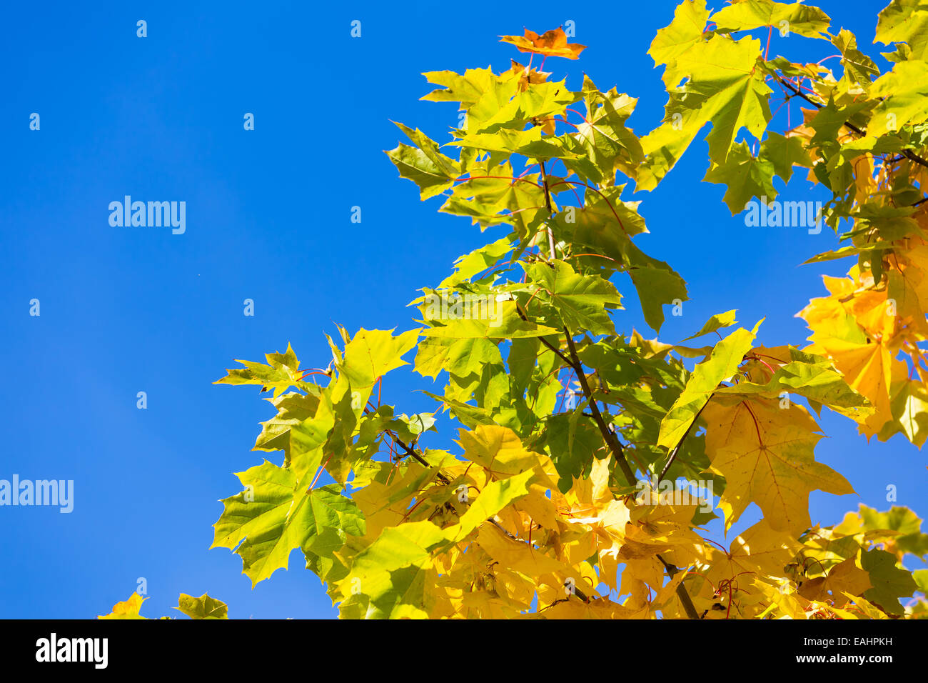 Autumnal maple tree branch Stock Photo - Alamy