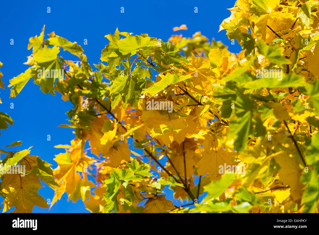 Autumnal maple tree branch Stock Photo - Alamy
