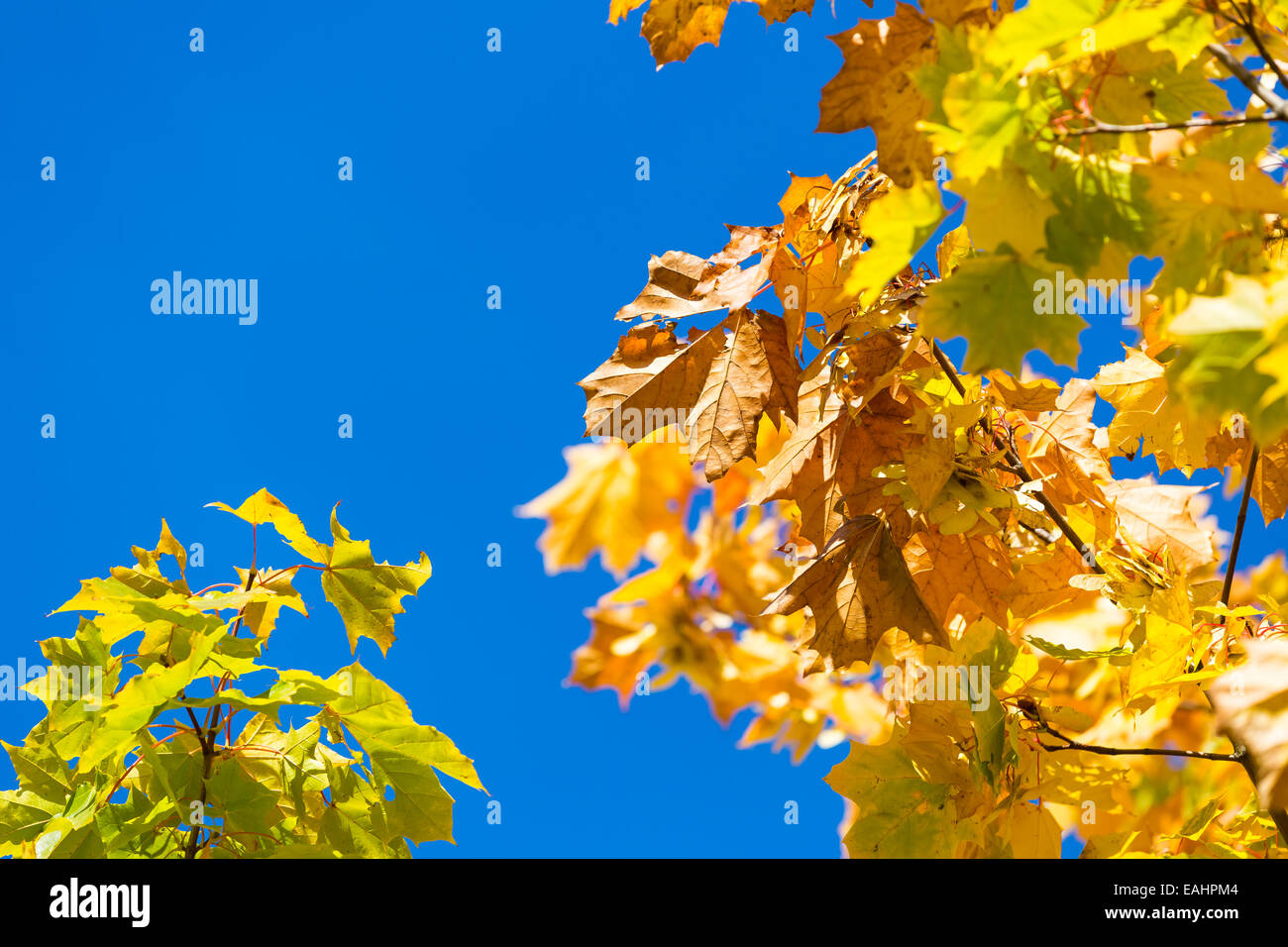 Autumnal maple tree branch Stock Photo - Alamy