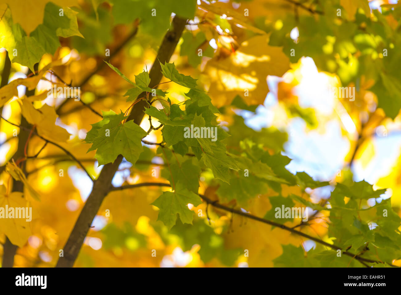 Autumnal maple tree branch Stock Photo - Alamy