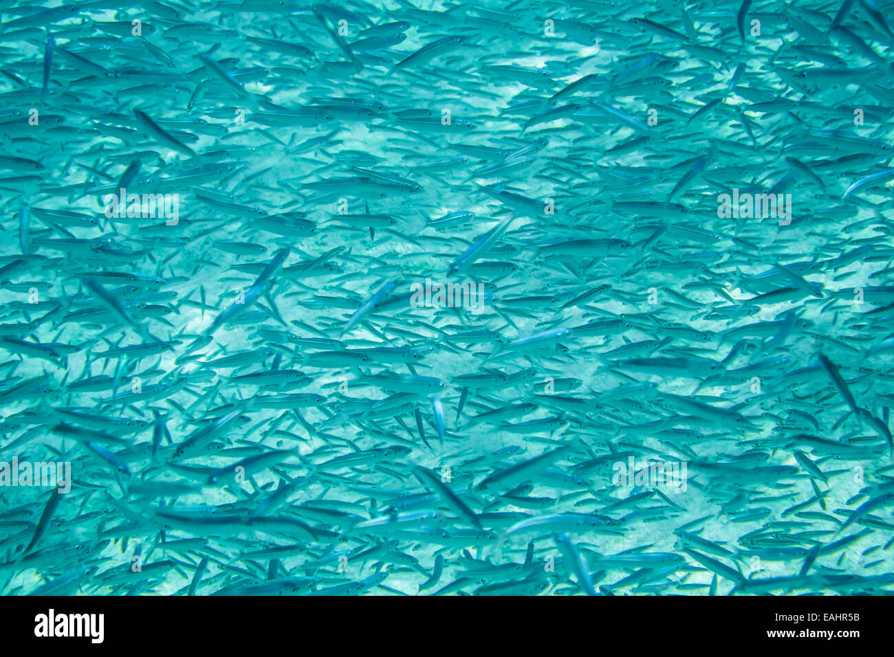 Caribbean ocean currents hi-res stock photography and images - Alamy