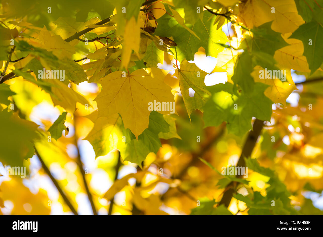 Autumnal maple tree branch Stock Photo - Alamy