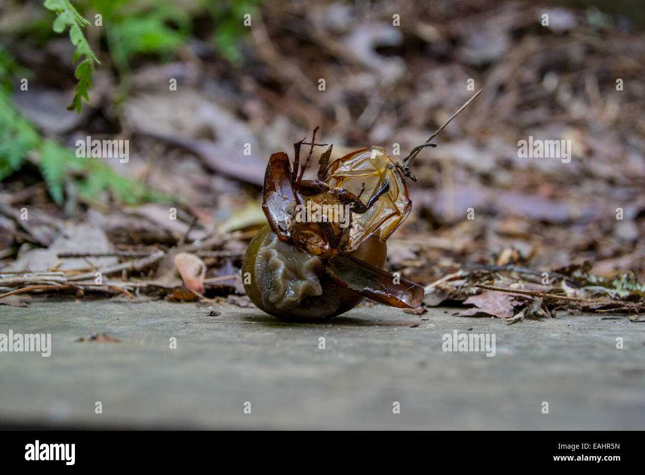 A snail pauses to eat an insect that appears to be the same size as ...