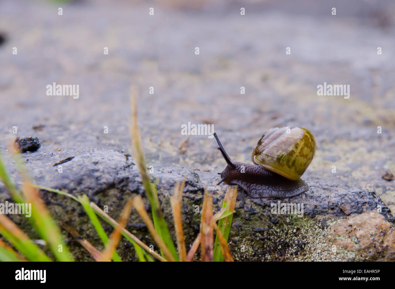 A snail creeps across a large rock after a rainy night Stock Photo - Alamy