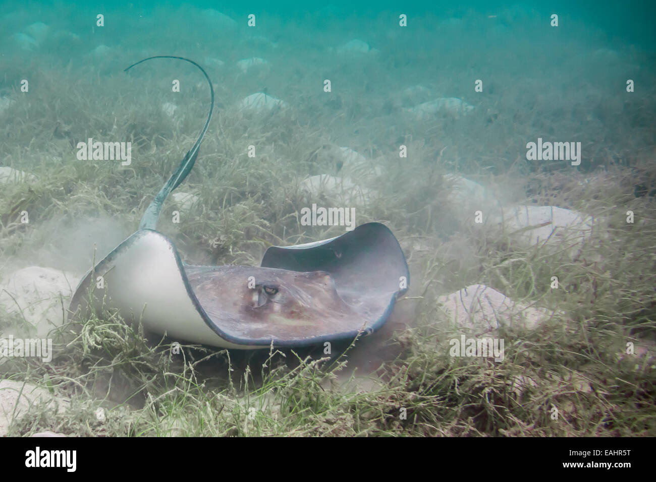 A gray Southern Stingray stirs up sand along the ocean floor Stock ...