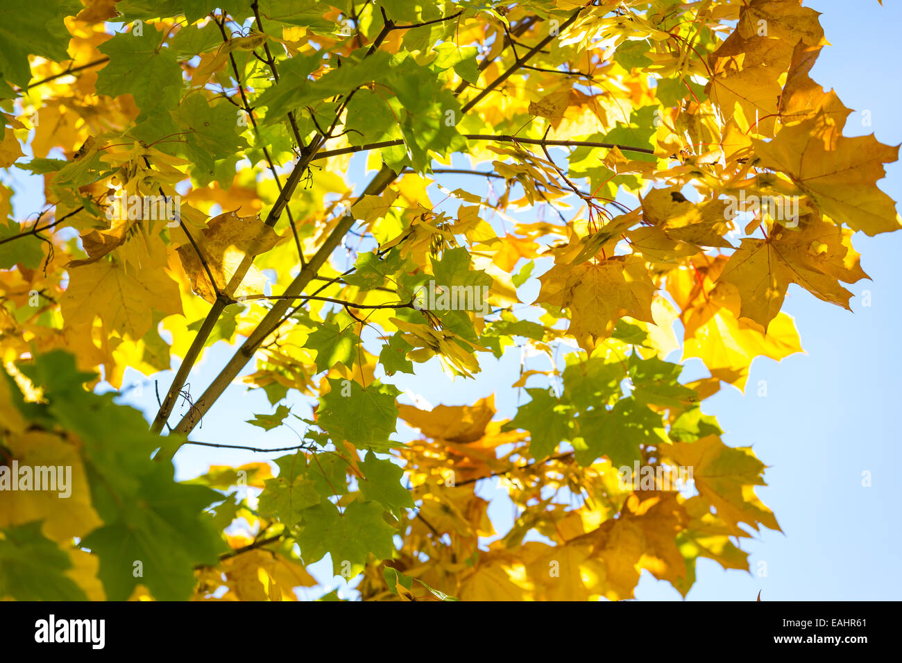 Autumnal maple tree branch Stock Photo - Alamy
