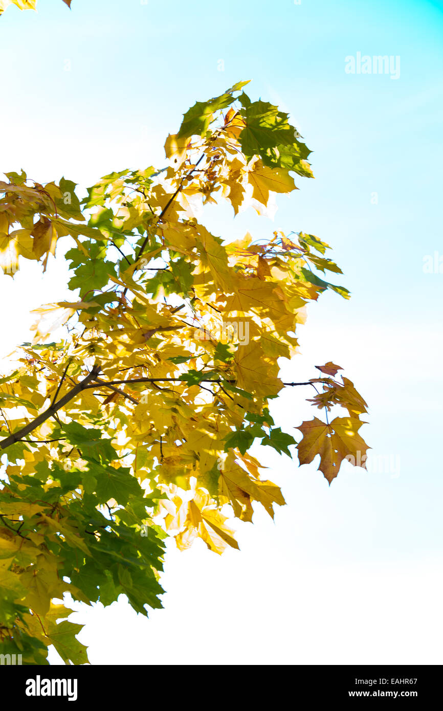 Autumnal maple tree branch Stock Photo - Alamy
