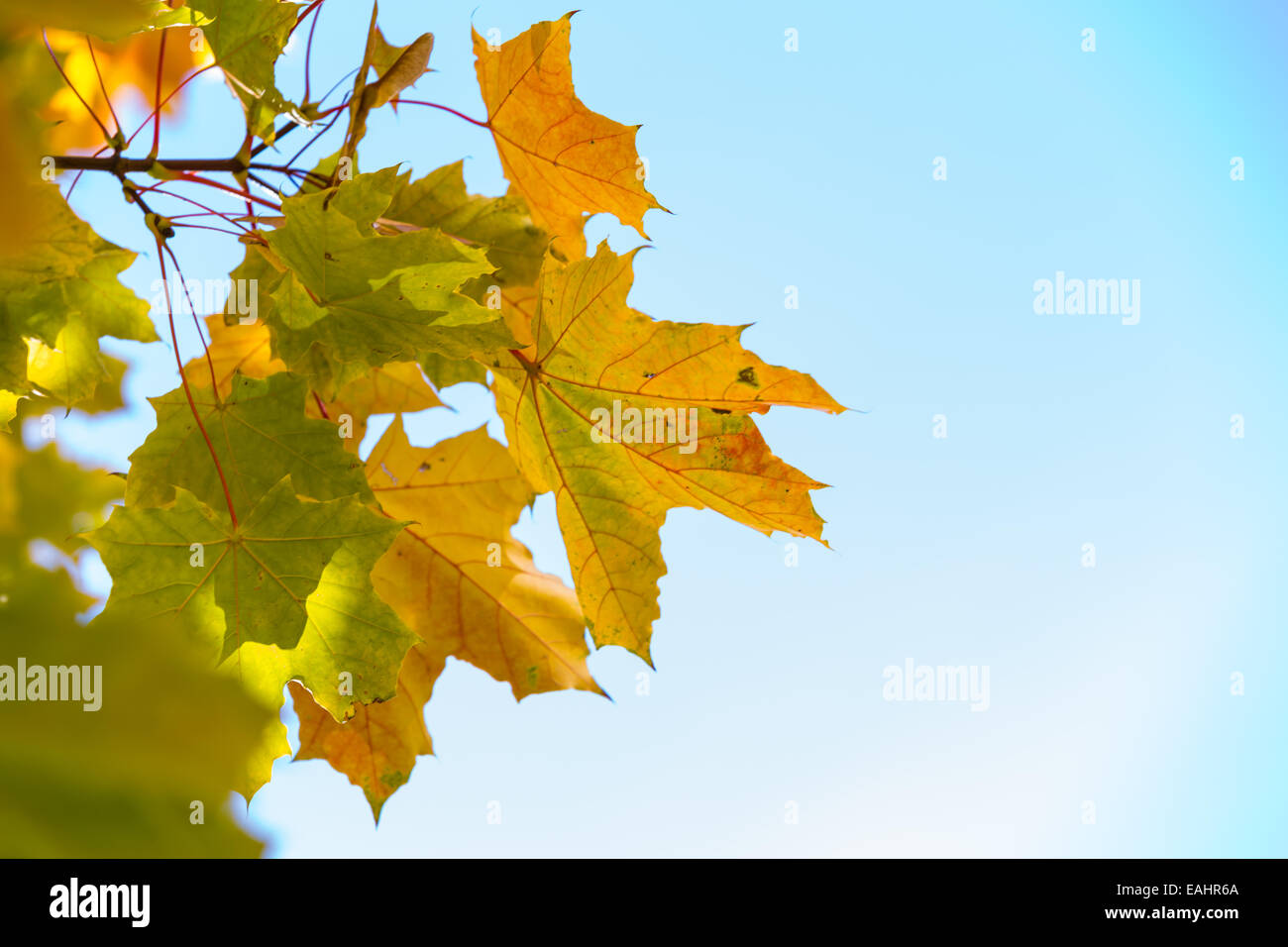 Autumnal maple tree branch Stock Photo - Alamy