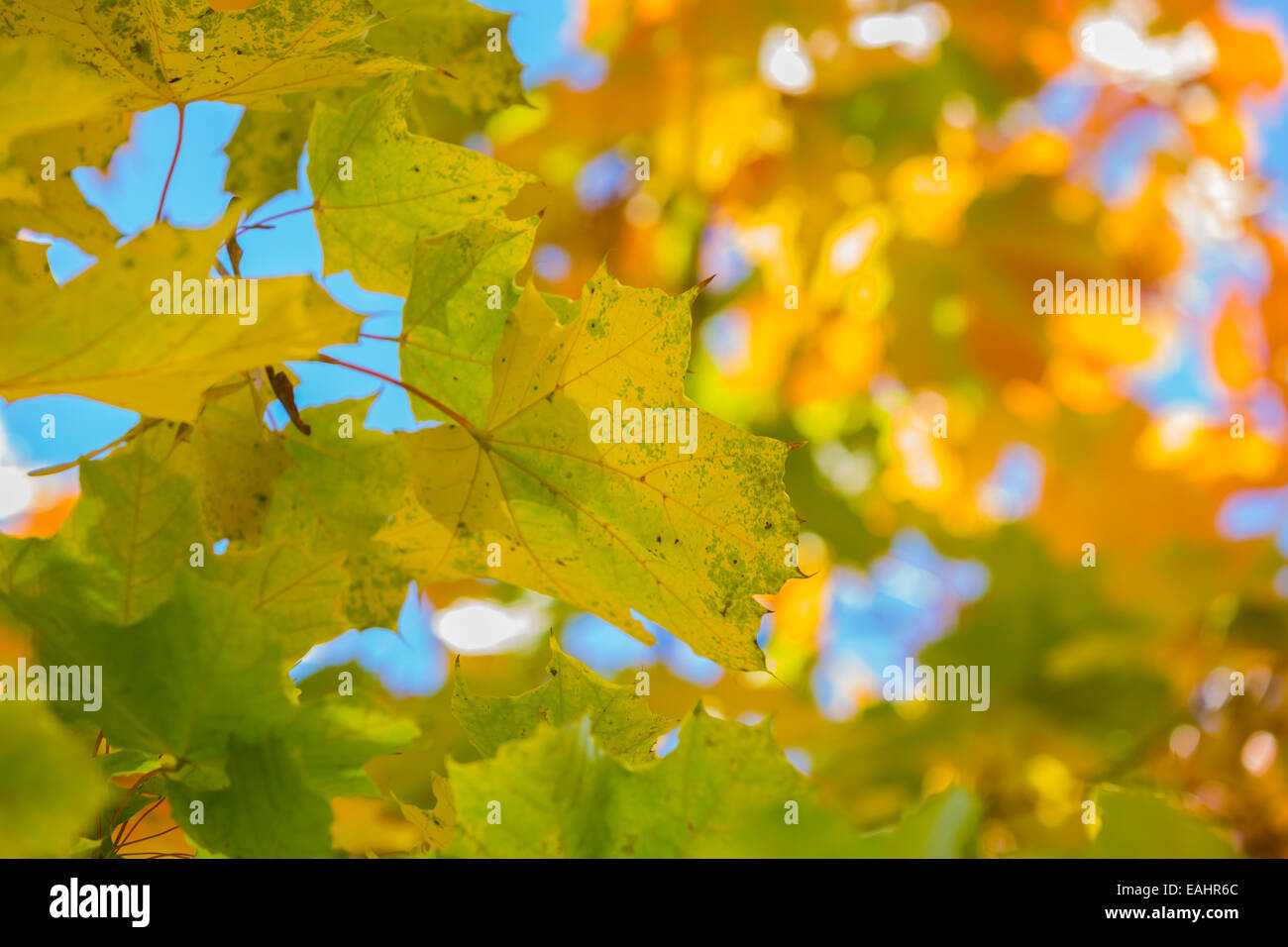Autumnal maple tree branch Stock Photo - Alamy