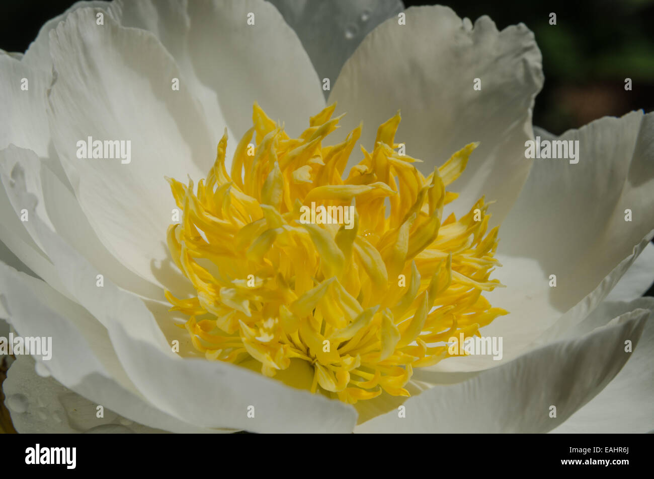 Flower with white petals and yellow center hi-res stock photography and ...