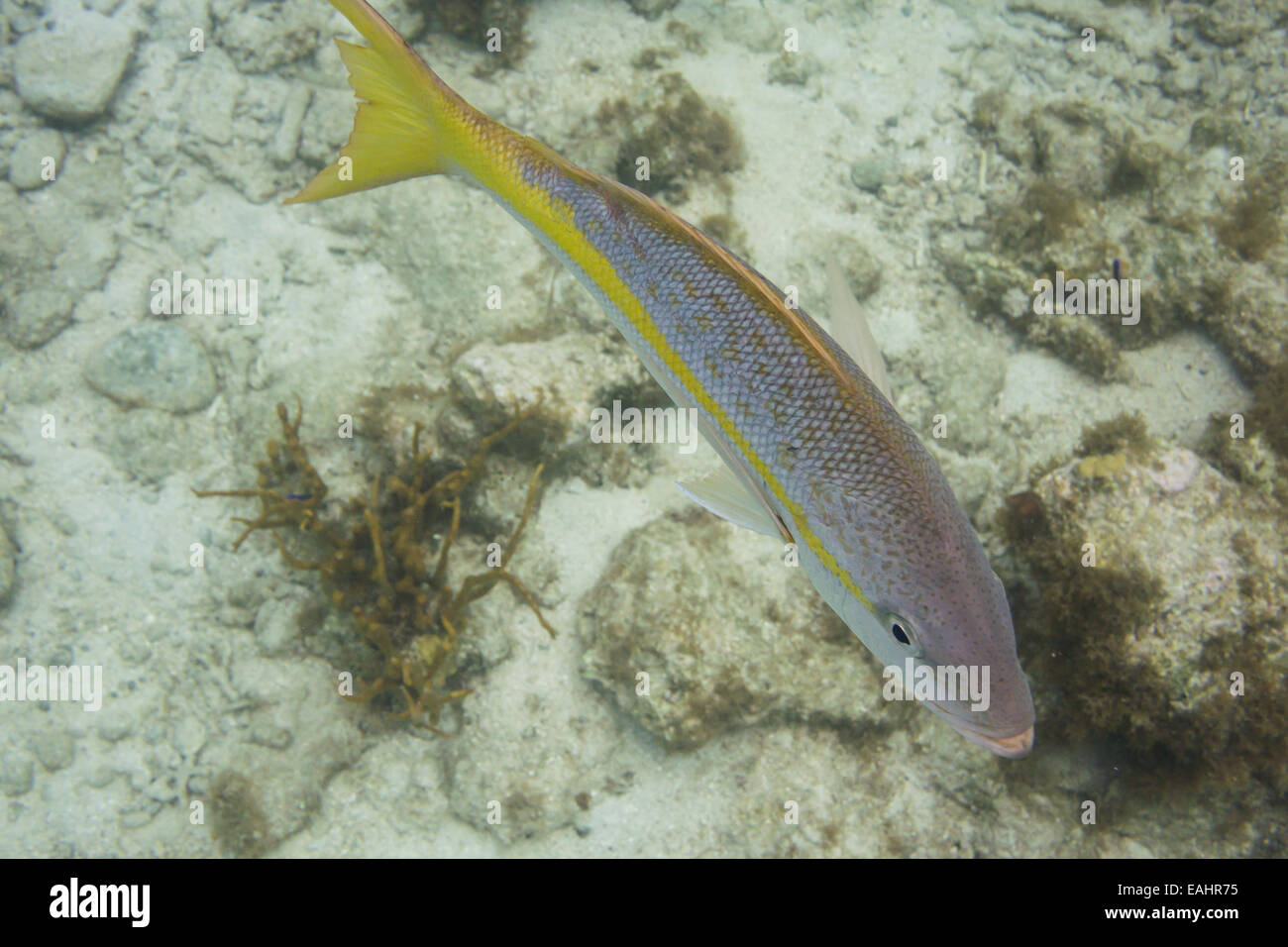 A medium sized yellow snapper swims near the ocean floor Stock Photo ...