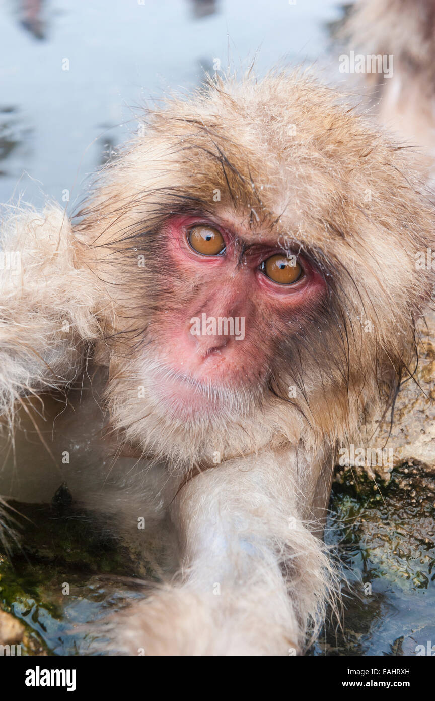 Japanese macaque, snow monkey, Macaca fuscata, in hot springs ...