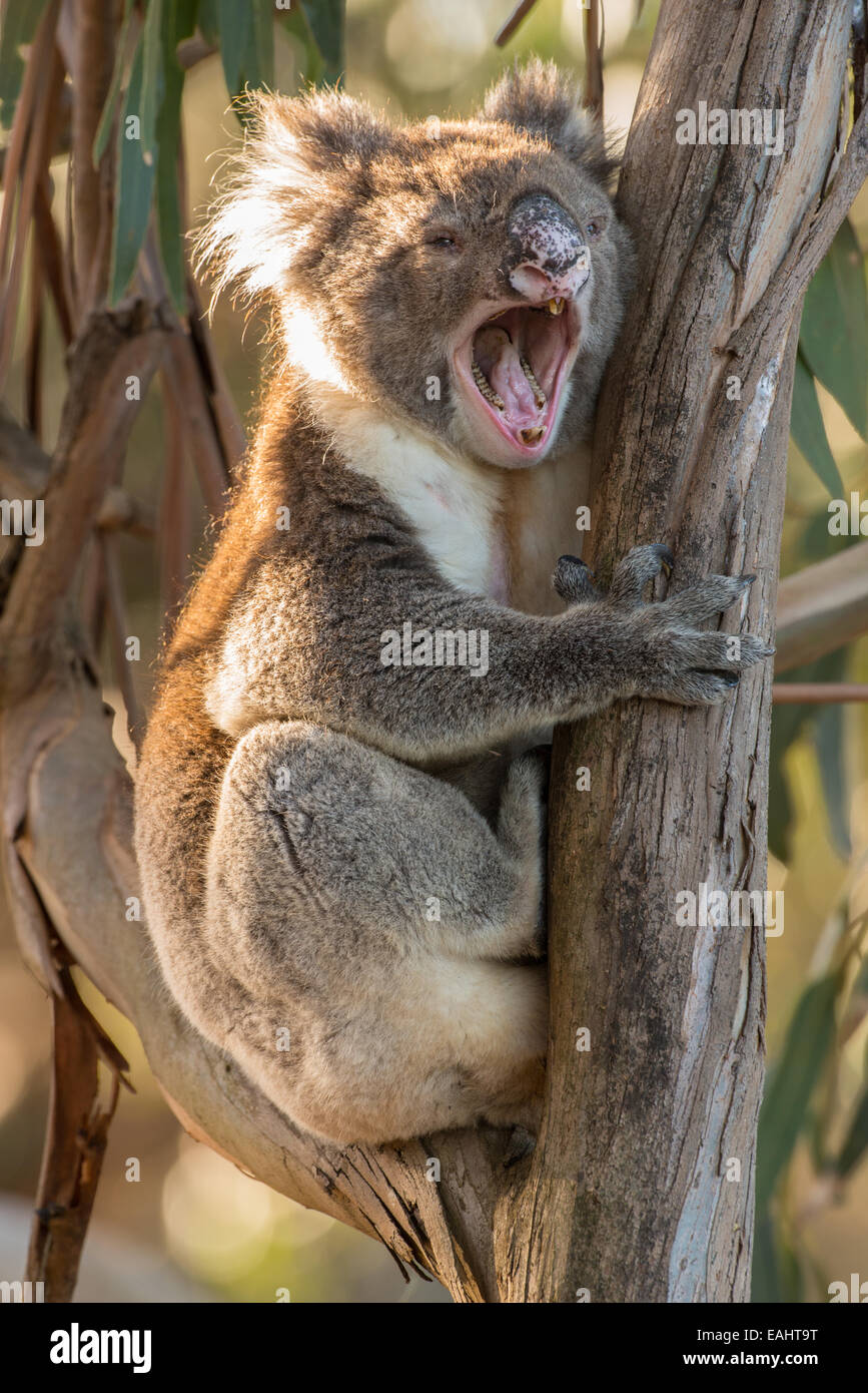 Yawning Koala