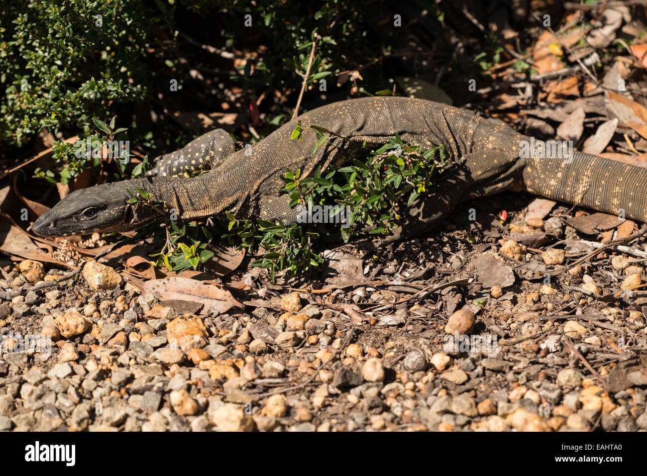 Southern heath monitor hi-res stock photography and images - Alamy