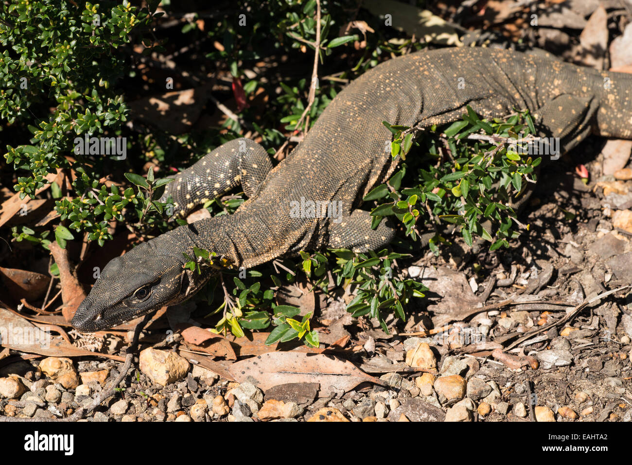Stock photo of a goanna lizard in southern Australia Stock Photo - Alamy