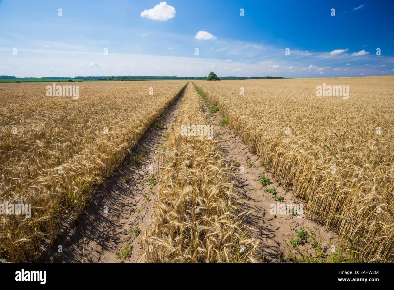 Rye field under blue sky. Rural landscape Stock Photo - Alamy