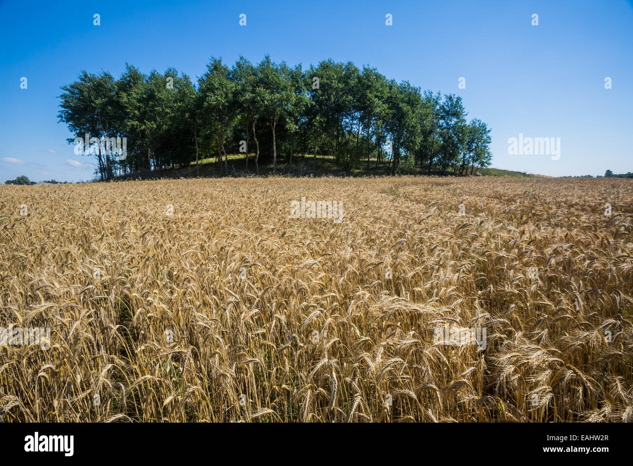 Rye field under blue sky. Rural landscape Stock Photo - Alamy