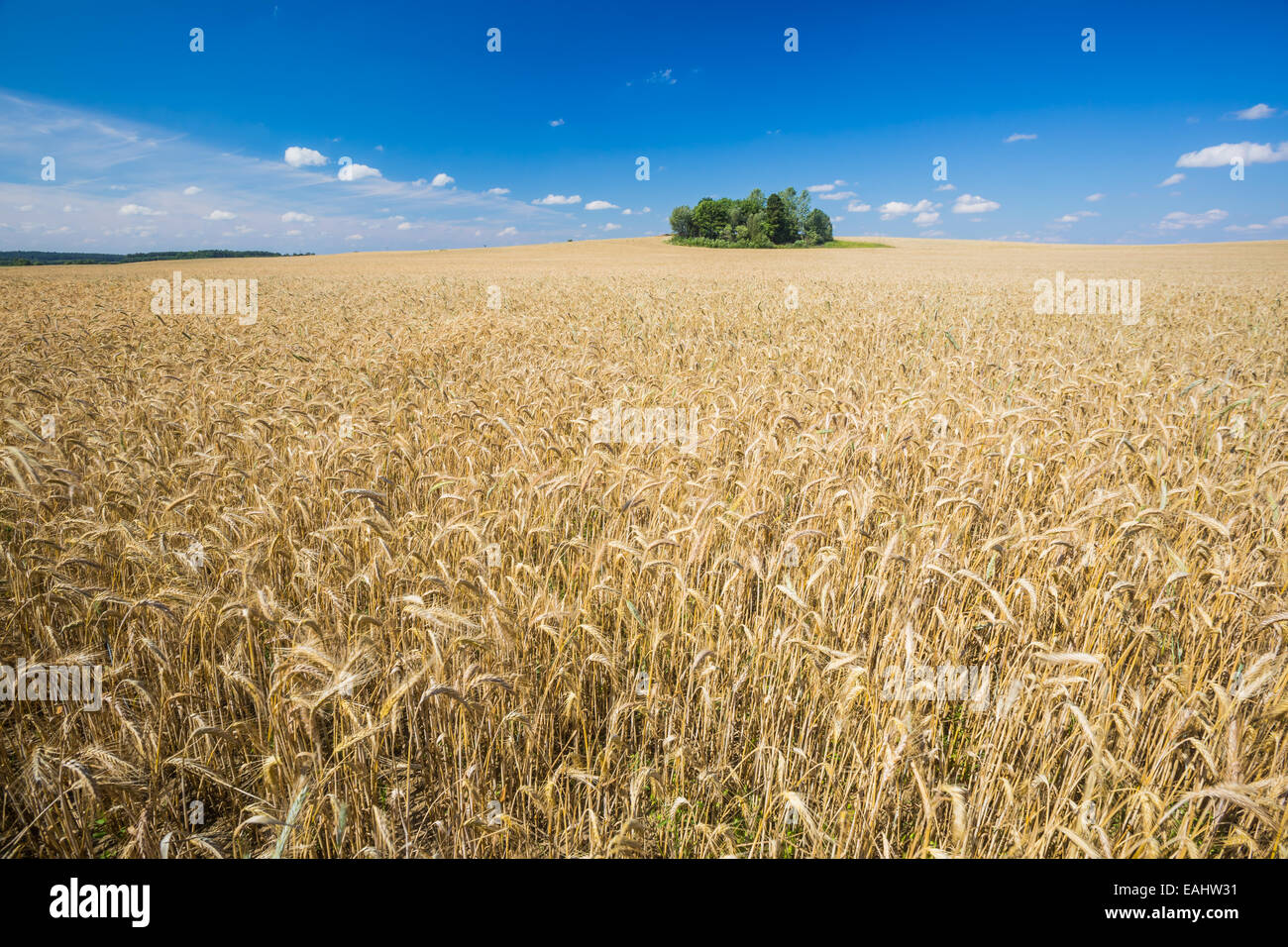 Rye field under blue sky. Rural landscape Stock Photo - Alamy