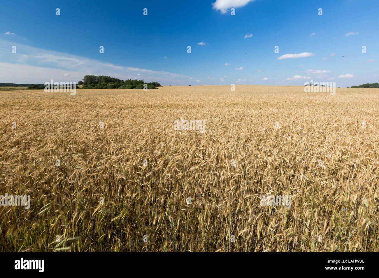 Rye field under blue sky. Rural landscape Stock Photo - Alamy
