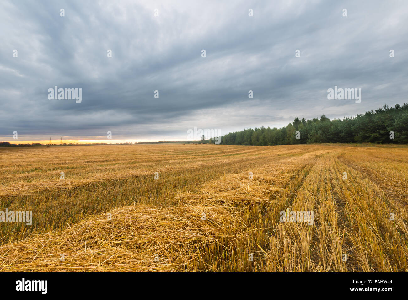 Fog over corn field hi-res stock photography and images - Alamy