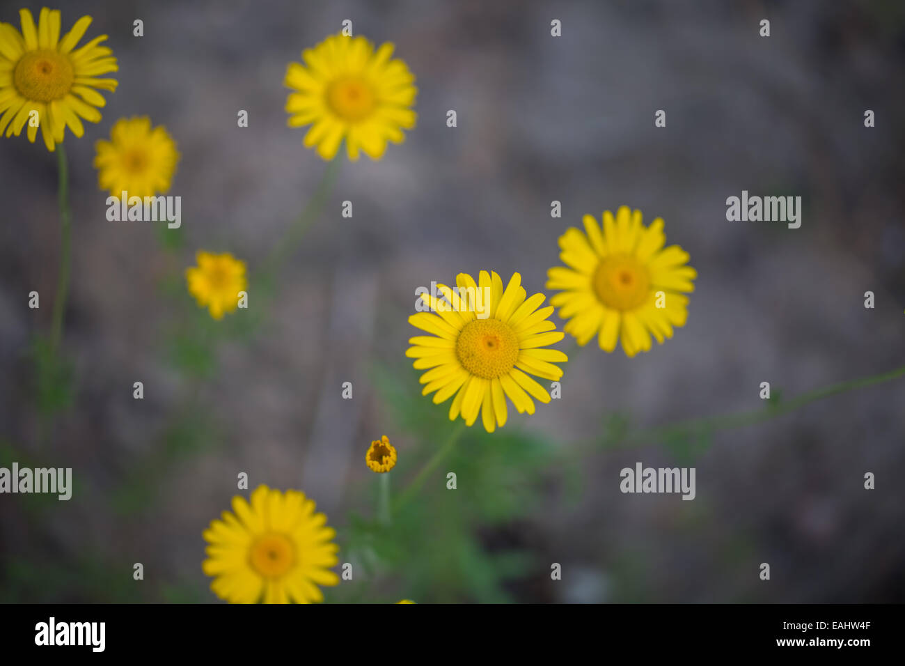 Anthemis nobilis. Roman chamomile flowers Stock Photo - Alamy