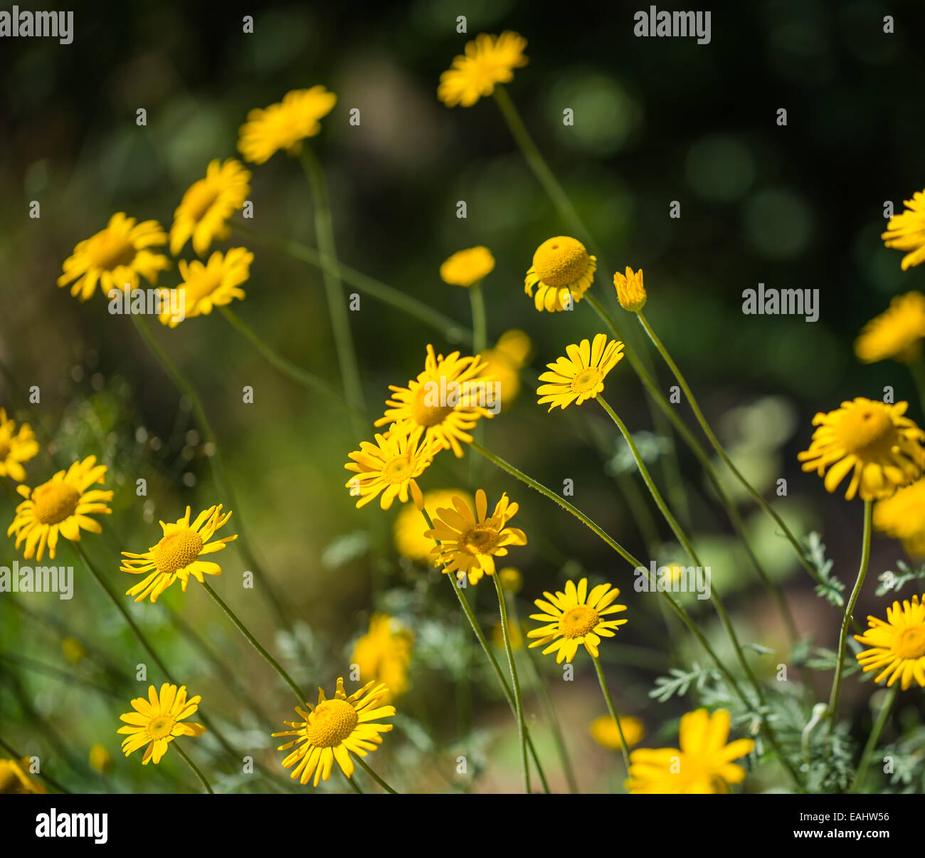 Anthemis nobilis. Roman chamomile flowers Stock Photo - Alamy