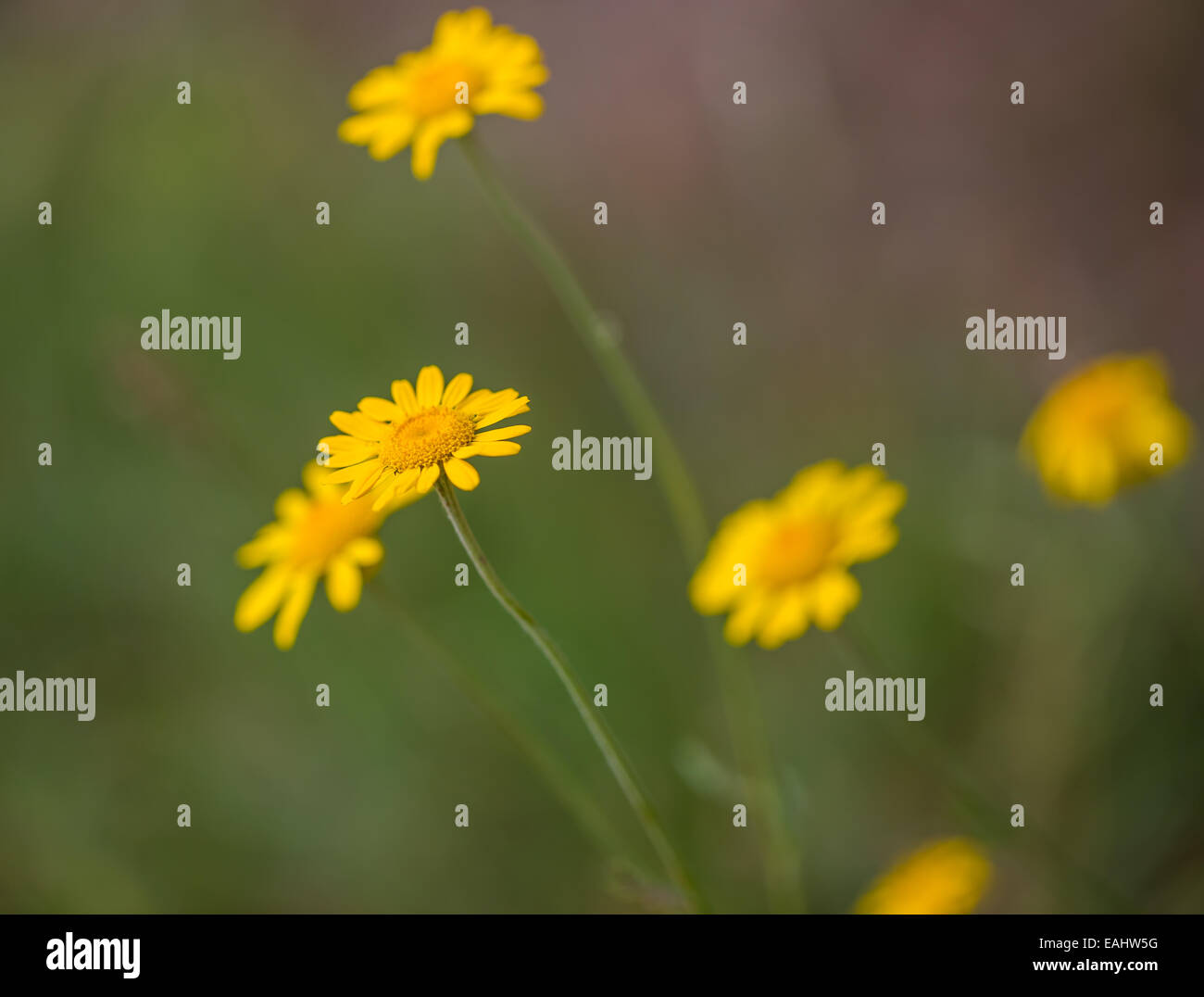 Anthemis nobilis. Roman chamomile flowers Stock Photo - Alamy
