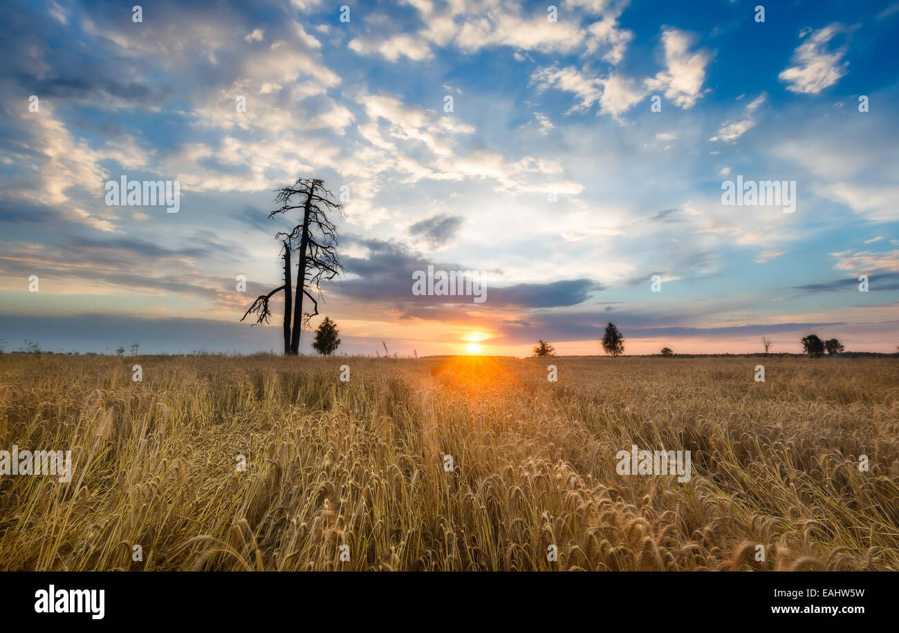 Sunset over rye field and dead tree Stock Photo - Alamy