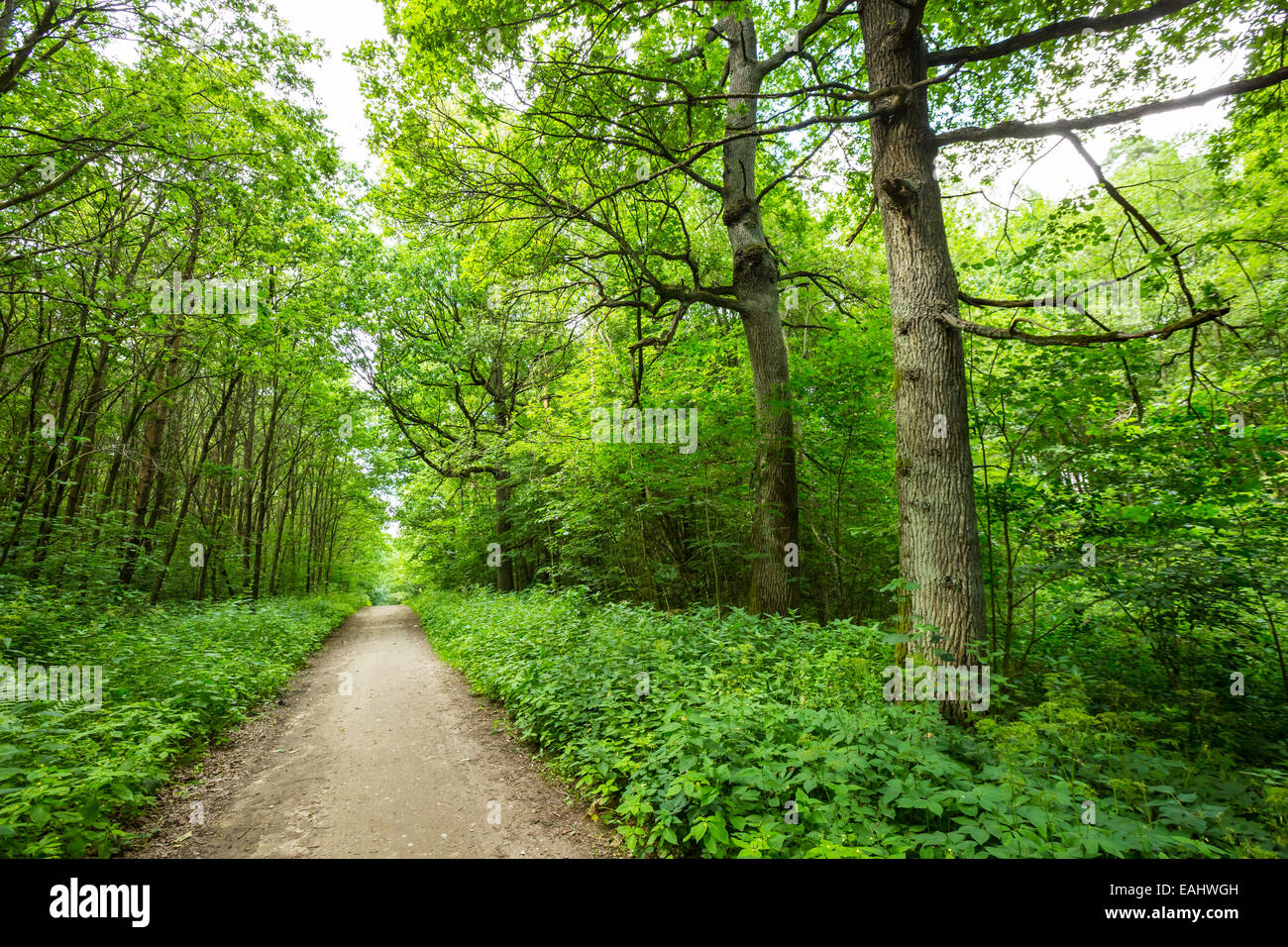 Green leafy forest at summer Stock Photo - Alamy