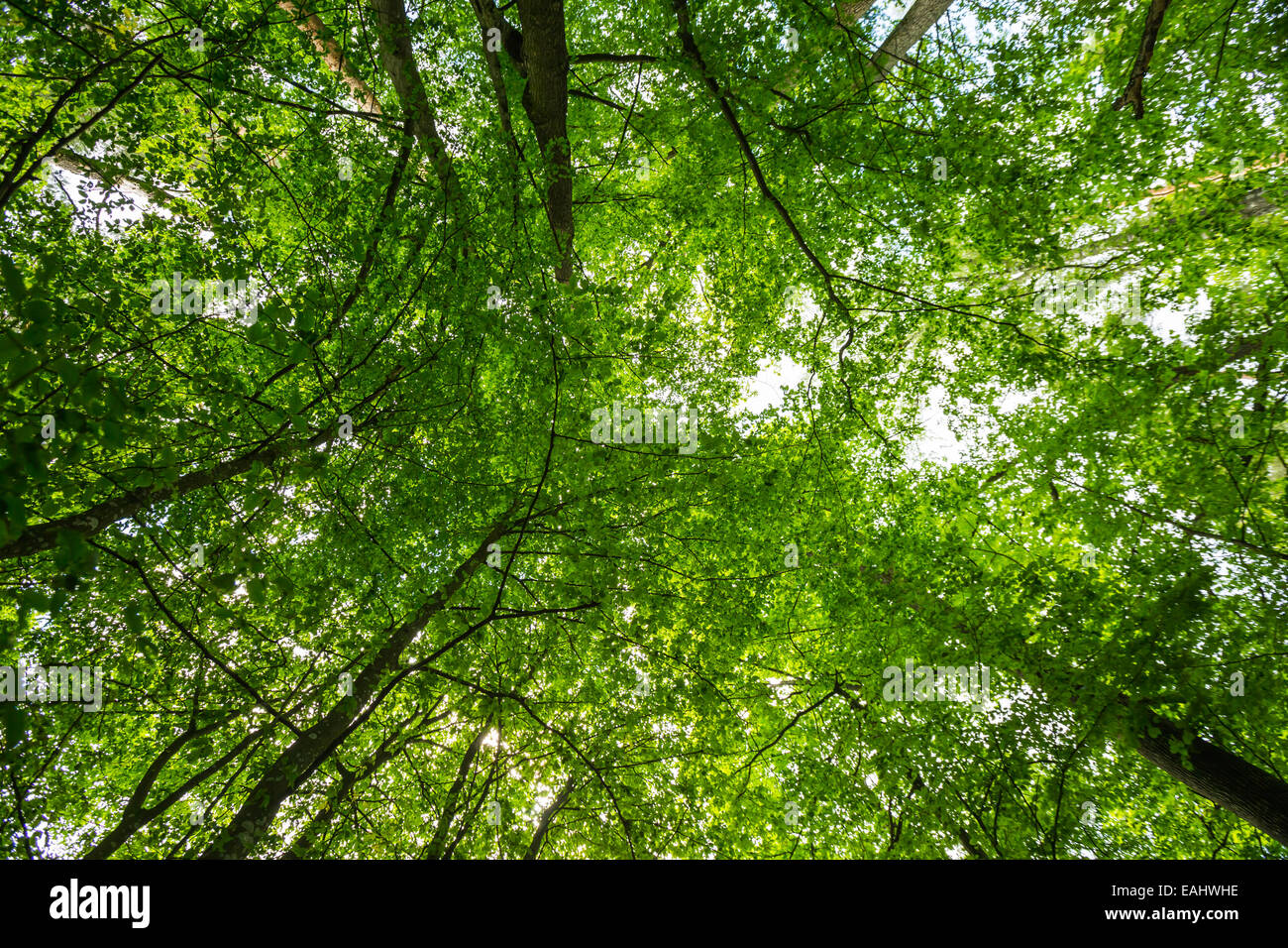 Green leafy forest at summer Stock Photo - Alamy