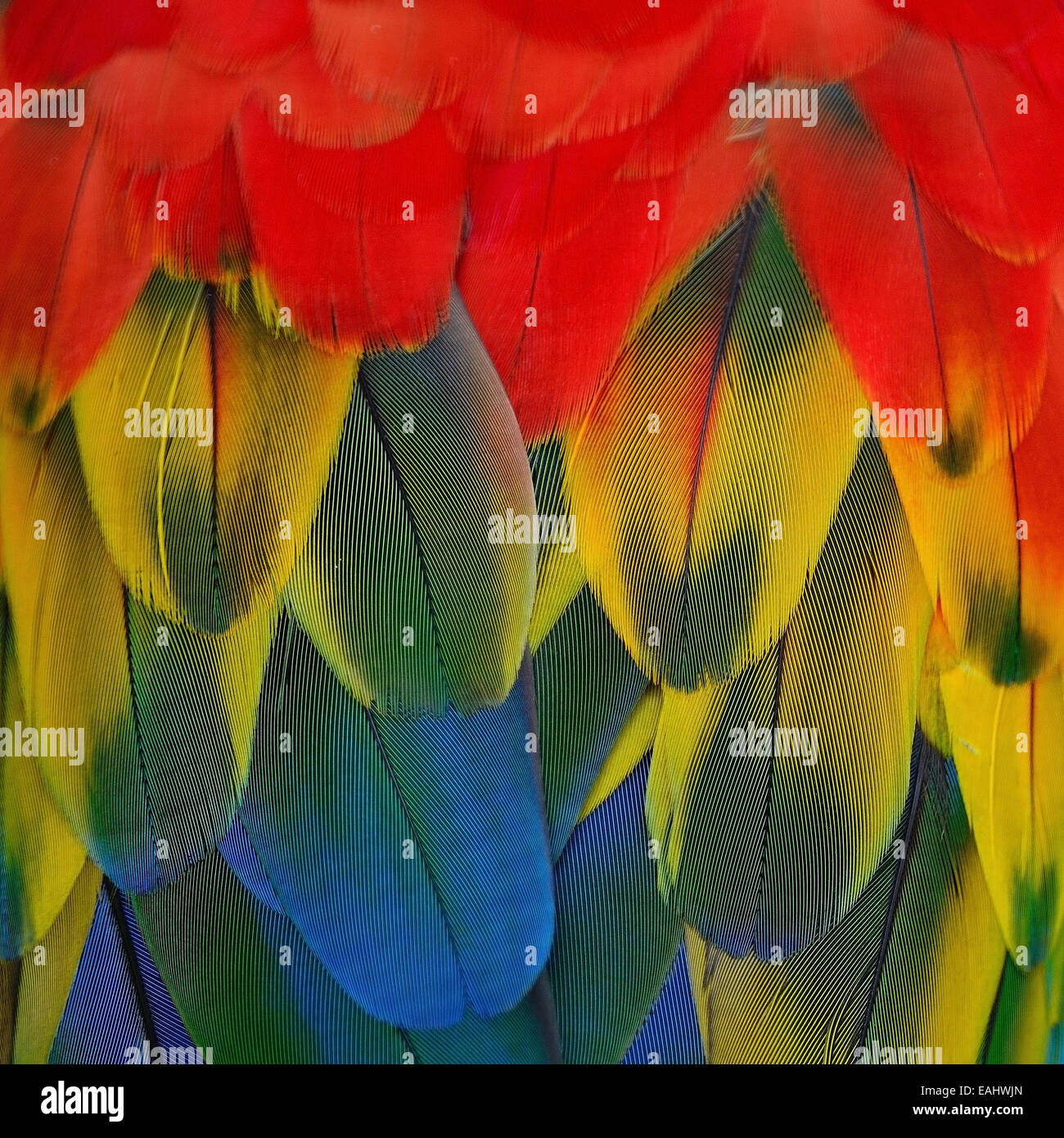 Beautiful multicolored bird feathers, Scarlet Macaw feathers Stock ...