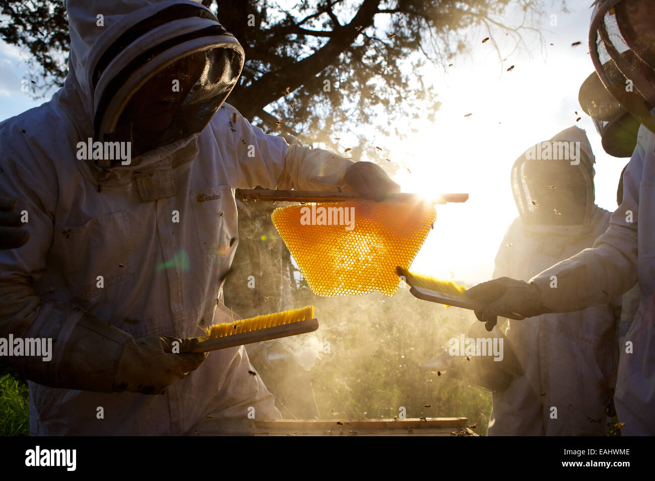 Kenyans learn the method of top-bar beekeeping. Tree of Life Beekeeping ...